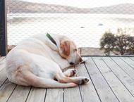 Why Do Dogs Get Stuck? Understanding the Copulatory Tie | Woof & Beyond