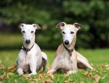 Are Foxes Actually Dogs? Can They Interbreed? | Woof & Beyond